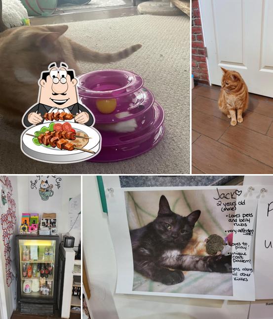 The Purrfect Cup Cat Cafe, Saskatoon - Restaurant menu, prices and reviews