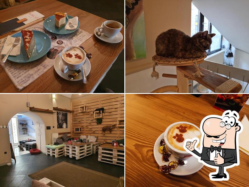 Cat Cafe, Budapest, Révay u. 3 - Opiniones del restaurante