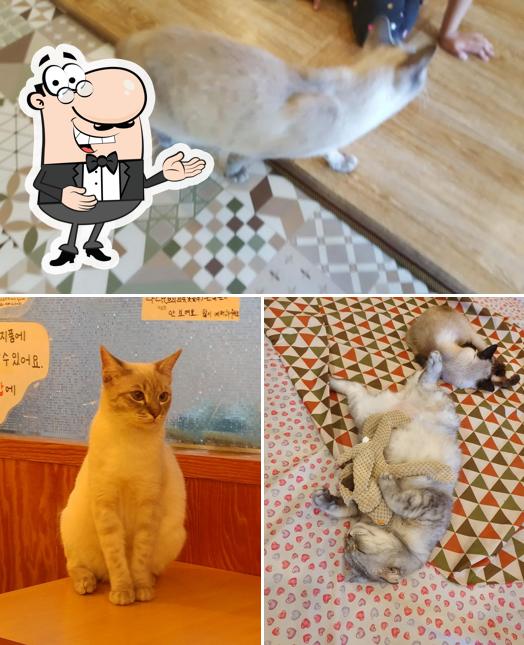 Yang2 Yang2 cat cafe, Busan - Restaurant menu, prices and reviews