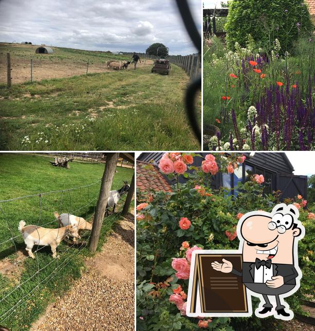 Jimmy's Farm & Wildlife Park in Ipswich - Restaurant menu and reviews
