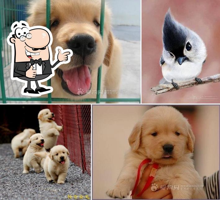Perritos Tiernos pub & bar, Buenos Aires - Restaurant reviews