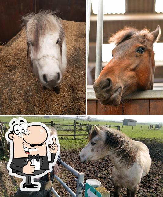 World Horse Welfare Penny Farm in Blackpool - Restaurant reviews