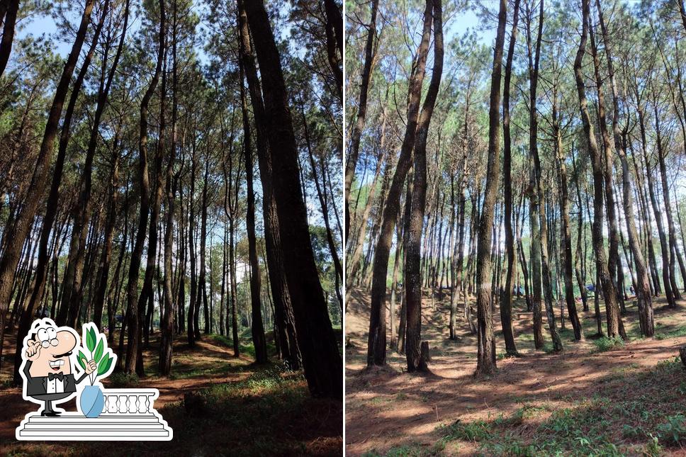 wisata alam kebun pinus panyandaan pub & bar, Cililin - Restaurant reviews