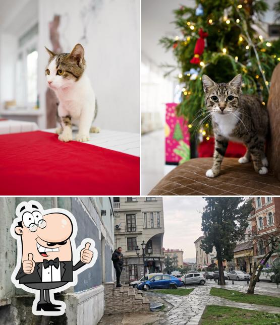 CatCafe "MEOW MAMA". КотоКафе "МЯУ МАМА", Batumi - Restaurant reviews