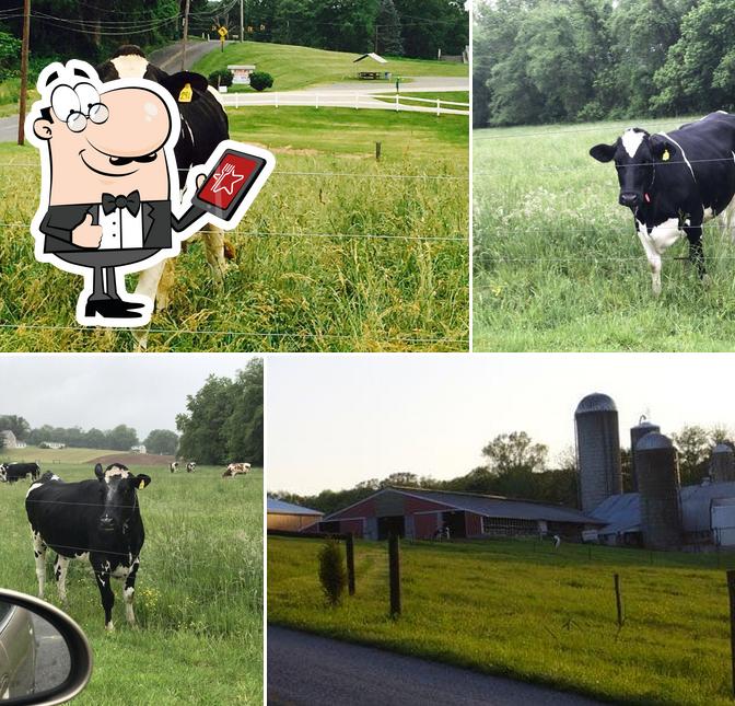 Kolb's Farm Store in USA - Restaurant reviews