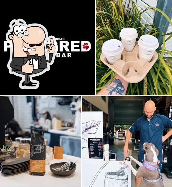 PureBred Coffee Bar in North Lakes - Restaurant reviews