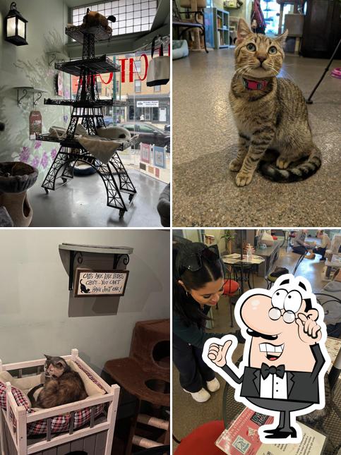 Le Cat Cafe in Philadelphia - Restaurant menu and reviews