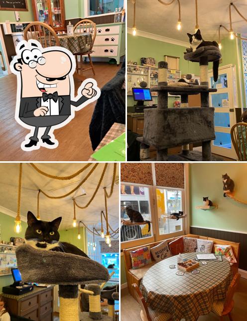 The Mad Catter Cat Cafe in Eastbourne - Restaurant reviews