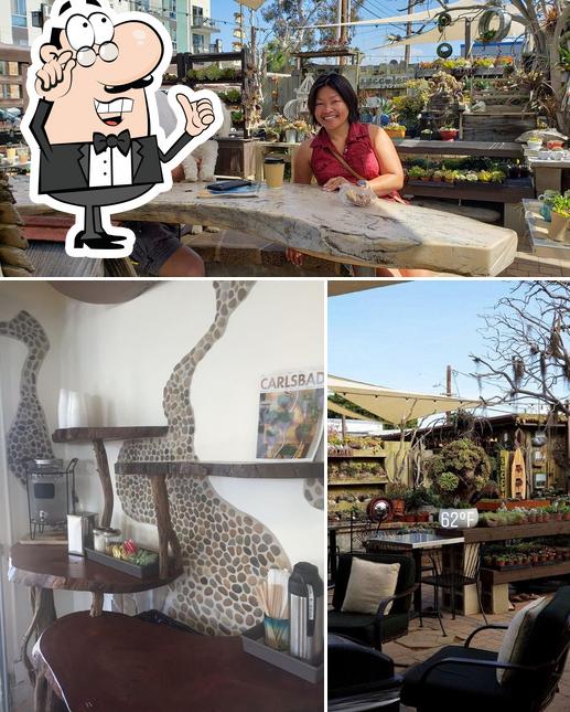 Succulent Cafe, Carlsbad - Restaurant menu, prices and reviews