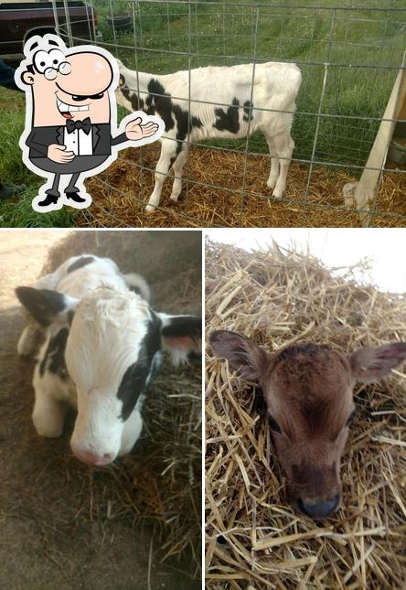 God's Country Creamery in Ulysses - Restaurant reviews