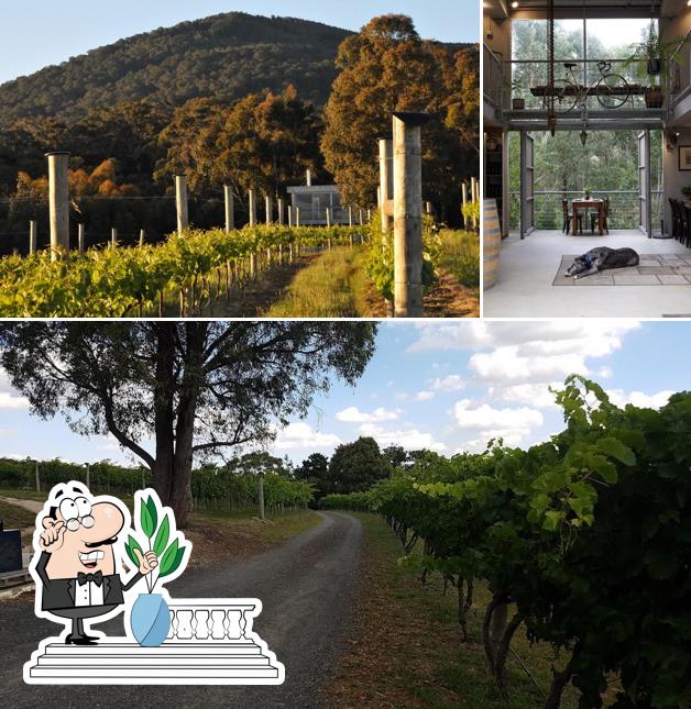 Mount Towrong Vineyard Winery, Cellar Door & Restaurant in Mount ...
