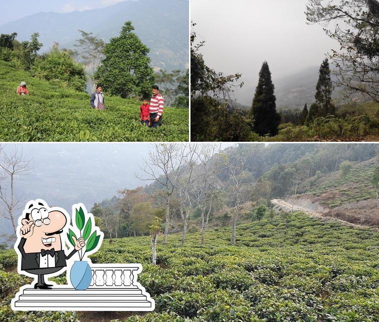 Peshok view point, Peshok Tea Garden - Restaurant reviews
