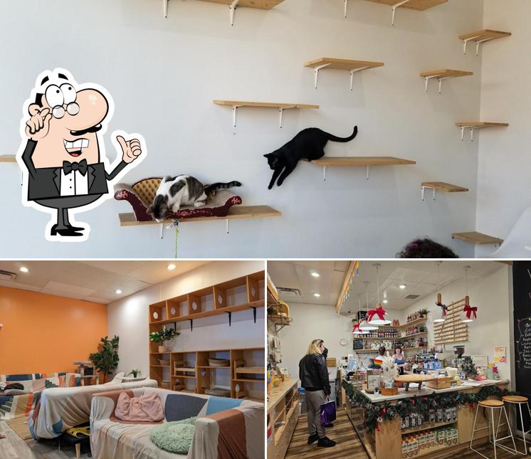 Cat Cafe on Whyte, Edmonton - Restaurant menu, prices and reviews
