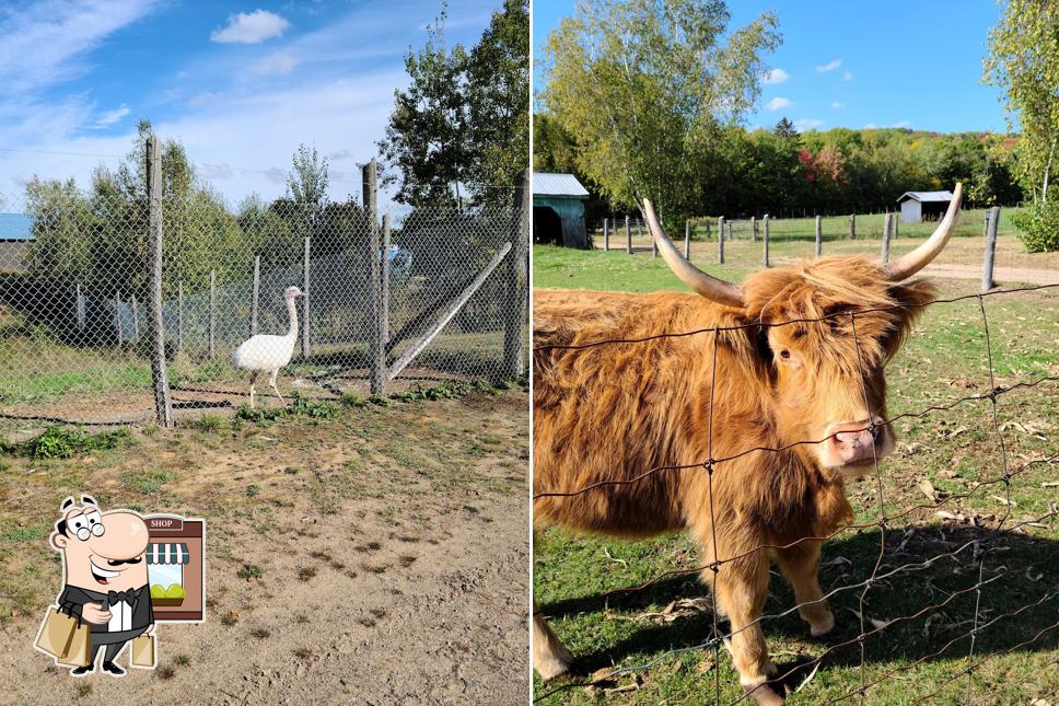 Zoo Animalia Inc. in Canada - Restaurant reviews