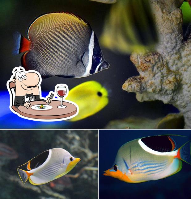 Ask a Fish, Caloocan - Restaurant menu, prices and reviews