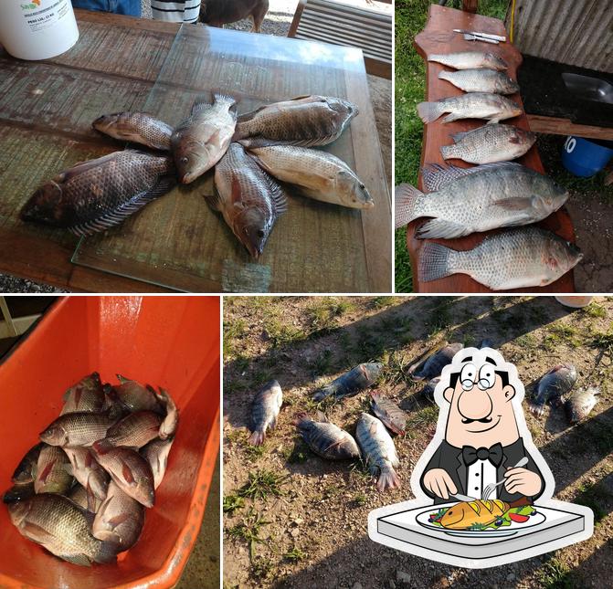 Pague e Pesque e Pesque Pague dos Baianos, São José dos Pinhais