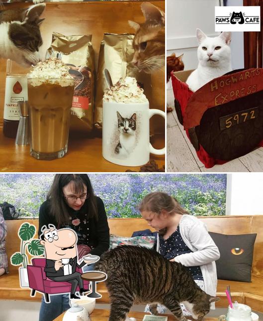 Paws Cat Cafe, Tonbridge - Restaurant menu, prices and reviews
