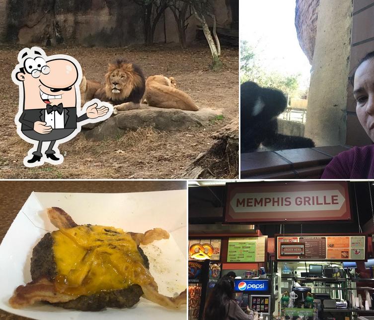 Memphis Zoo Cat House Cafe, Memphis - Restaurant menu, prices and reviews