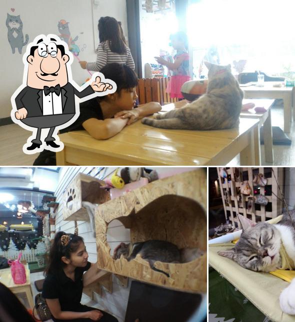 Cat Mania Cafe, Bangkok - Restaurant menu, prices and reviews