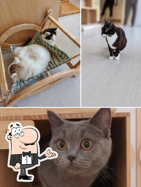 Cats Tea Room Tsim Sha Tsui cafe, Hong Kong, Haiphong Rd - Restaurant ...