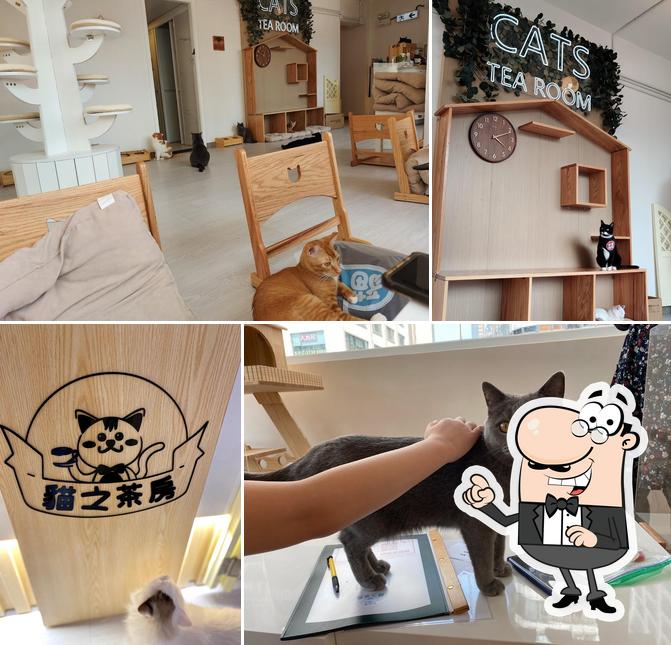 Cats Tea Room Tsim Sha Tsui cafe, Hong Kong, Haiphong Rd - Restaurant menu and reviews