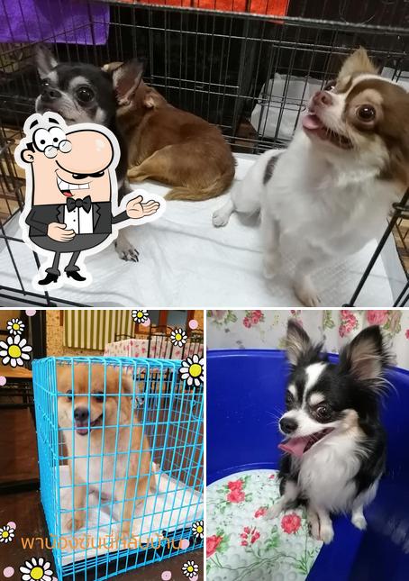 หอมฟุ้ง Grooming & Cafe, Bangkok - Restaurant reviews