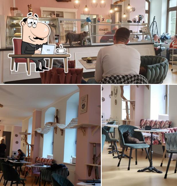 Katzencafe Katzenlounge Ciao Mau