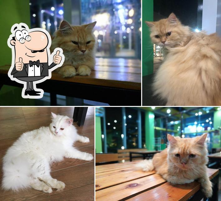 Cat Cafe PH, Cebu City - Restaurant menu, prices and reviews