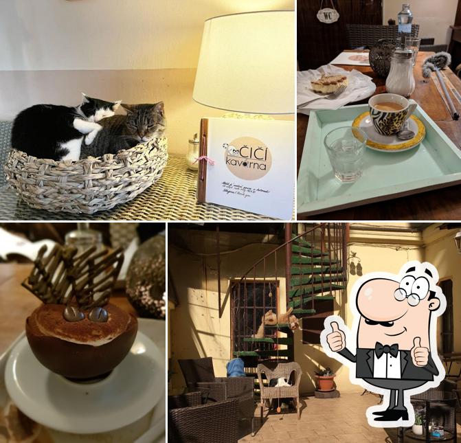 Cat Café, Prague, Anděl - Restaurant menu, prices and reviews