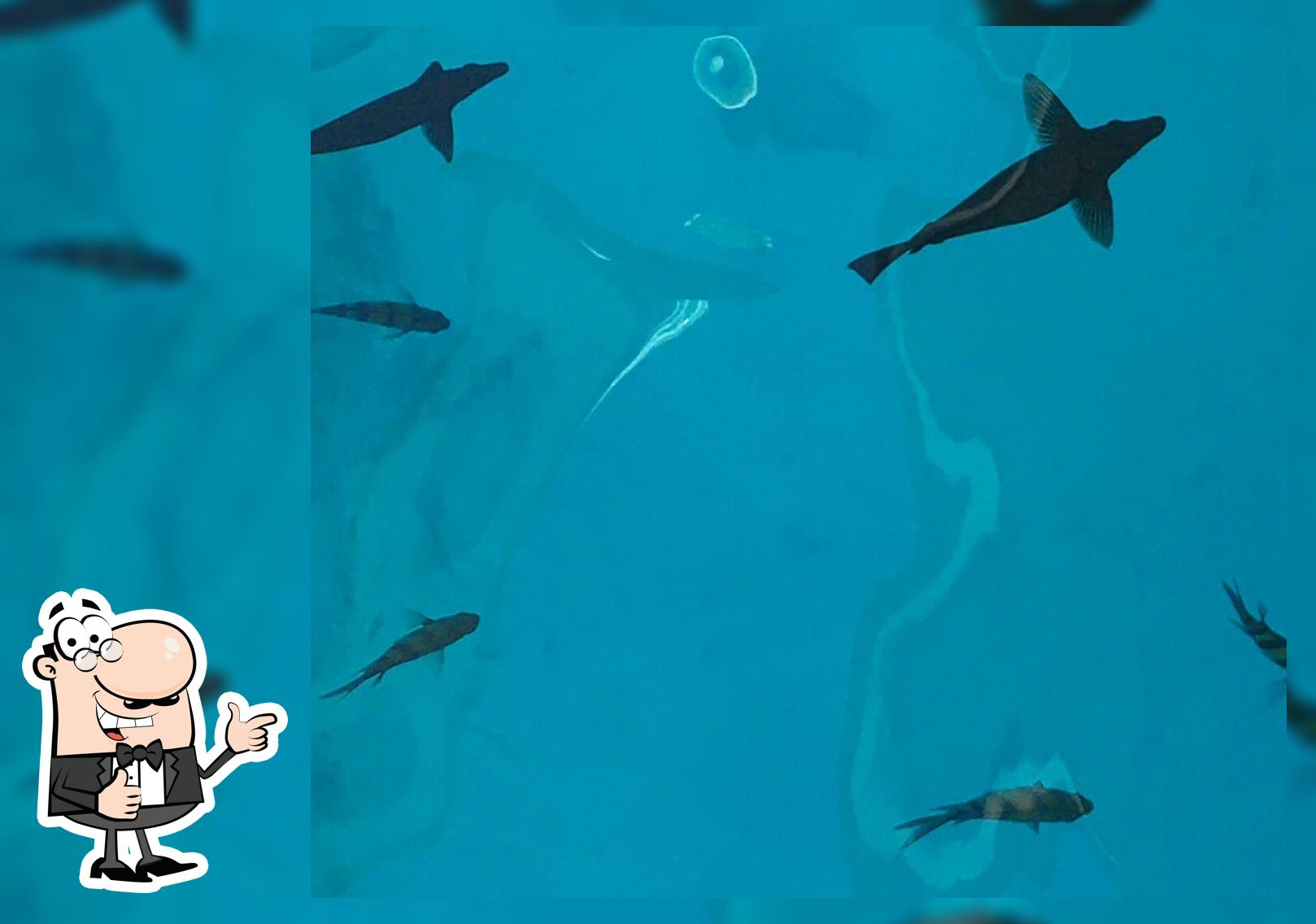 Flying Fish restaurant, Égypte