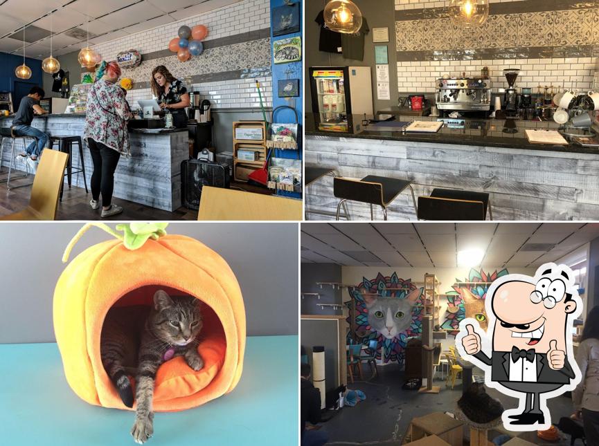 Java Cats Marietta in Marietta - Restaurant reviews