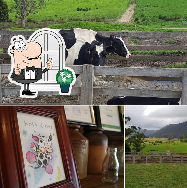 Pyengana Dairy Company, Pyengana - Restaurant menu, prices and reviews