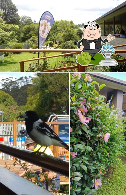 Springbrook Cafe in Springbrook - Restaurant reviews