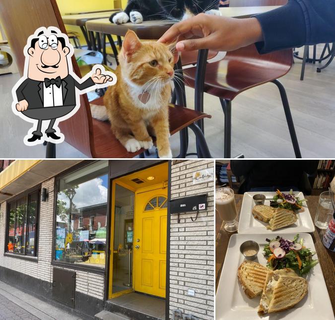 Café Chat l'heureux, Montréal - Menu du restaurant, prix et avis