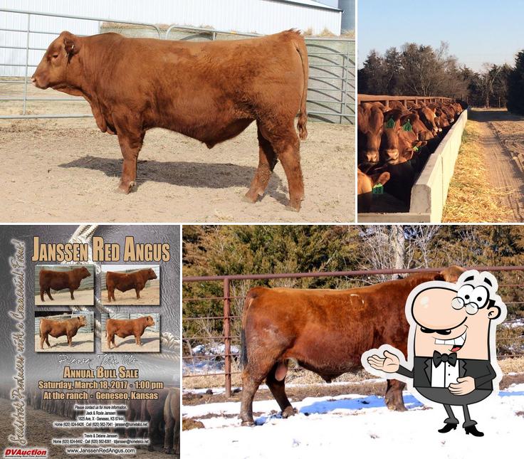 Janssen Red Angus in Geneseo