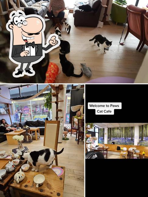 Paws Cat Cafe, Tonbridge - Restaurant menu, prices and reviews