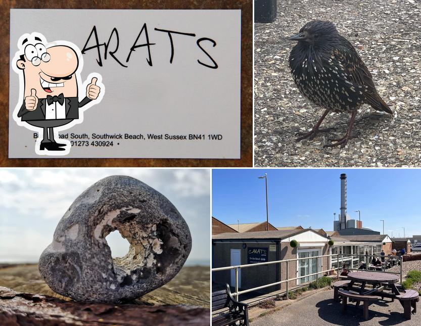 Carats Cafe Bar on the beach in Hove - Restaurant menu and reviews