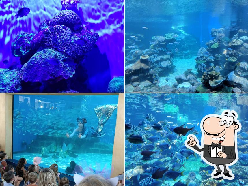 AQWA The Aquarium Of Western Australia in Hillarys - Restaurant menu ...
