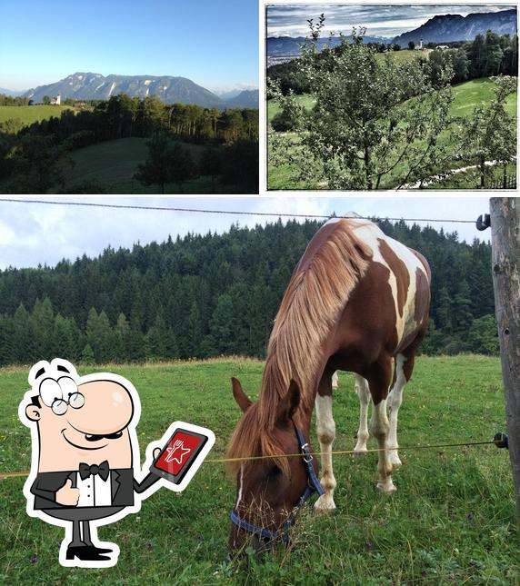 Neubichler- Alm, Piding - Speisekarte, Preise und Bewertungen