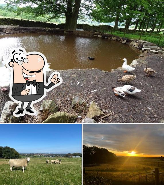 Mayfield Alpacas in Sheffield