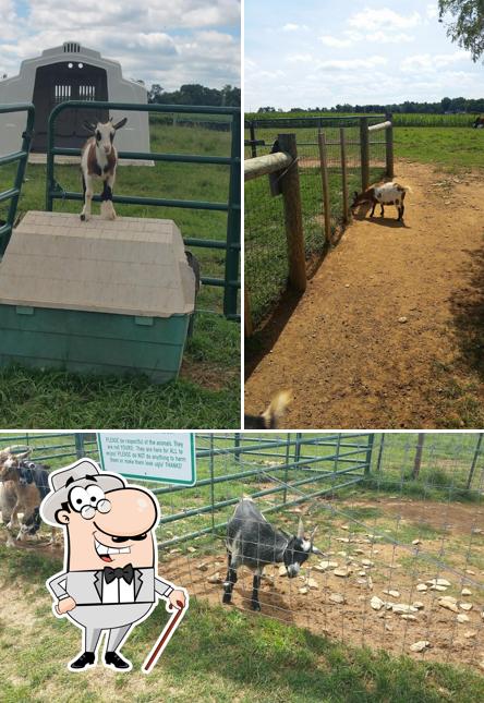 Patches Family Creamery in Lebanon - Restaurant menu and reviews