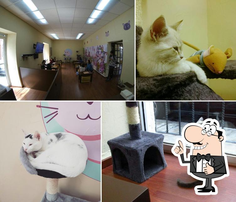 Meow Café, Monterrey - Menú del restaurante, precios y reseñas