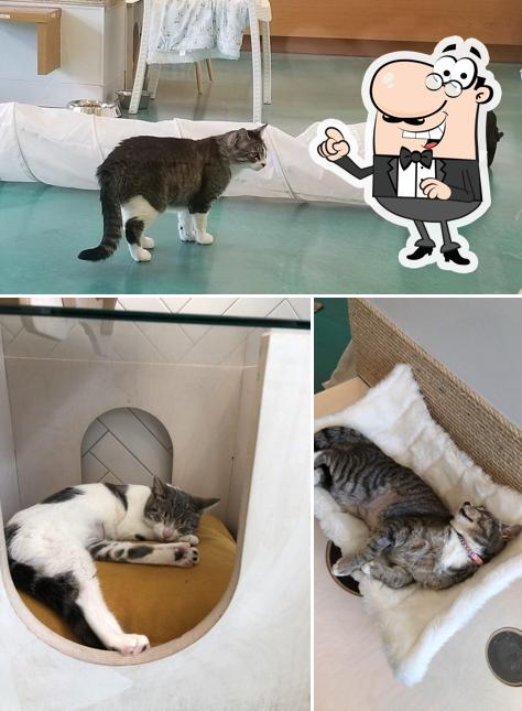 Regal Cat Cafe, Calgary - Restaurant menu, prices and reviews