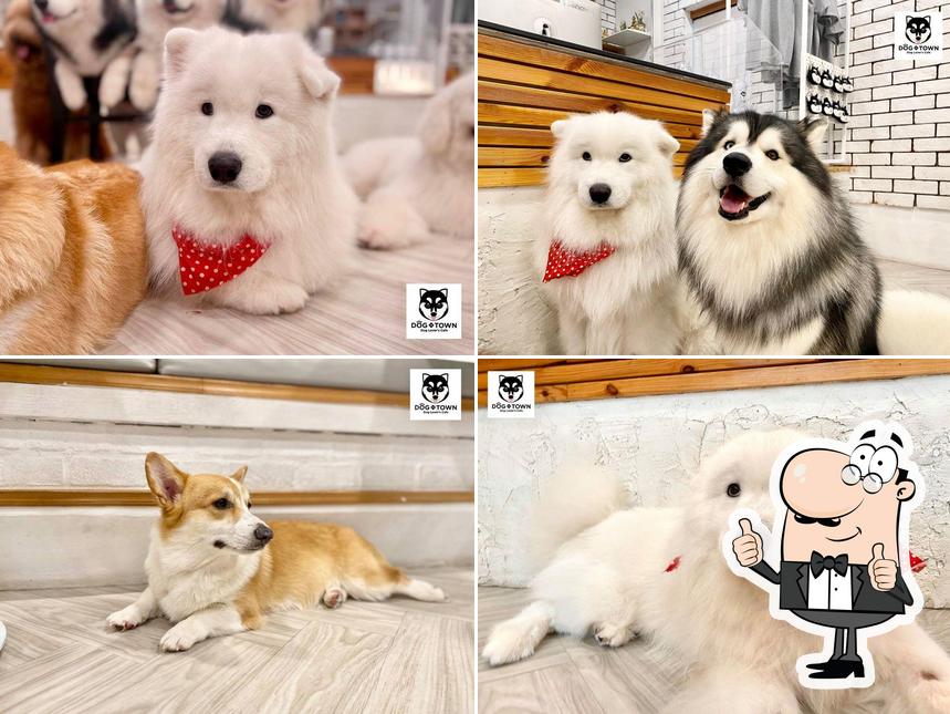 Dog In Town Ari - Dog Cafe คาเฟ่หมาอารีย์ Bangkok, Bangkok - Restaurant ...