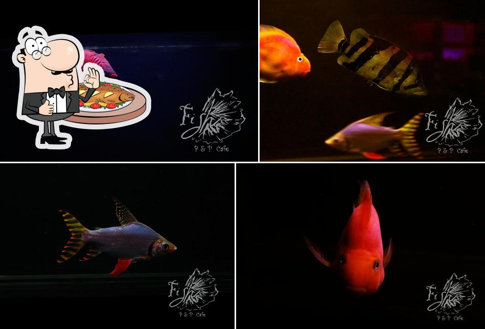 P&P Coffee Fish Cafe จิบกาแฟแลดูปลา, Chiang Mai - Restaurant reviews