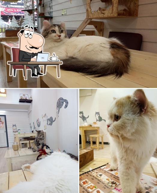 Cat Mania Cafe, Bangkok - Restaurant menu, prices and reviews