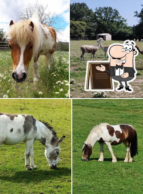 Hopefield Animal Sanctuary & Visitor Centre, Brentwood - Restaurant ...