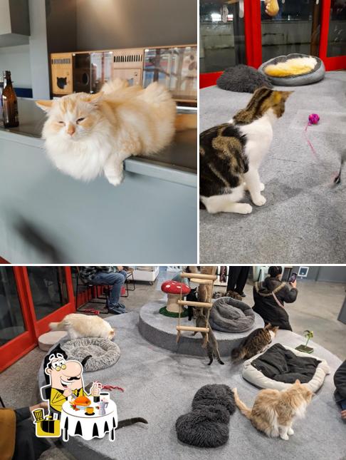 Catfe Mao in Auckland - Restaurant reviews