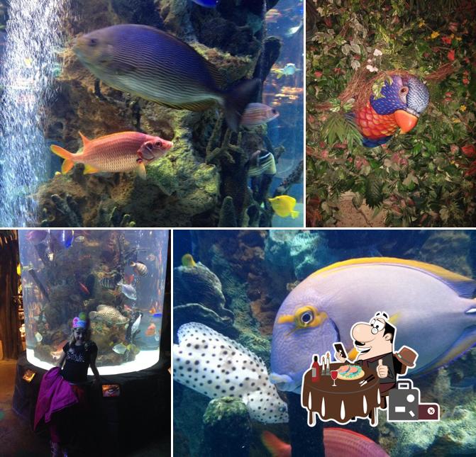 Rainforest Cafe, Edison - Restaurant menu, prices and reviews
