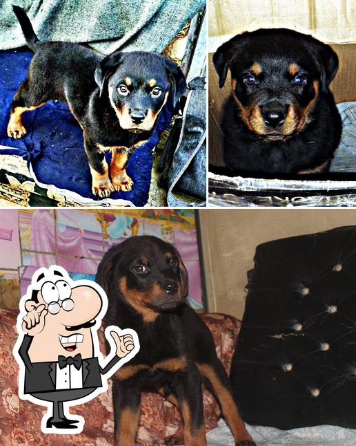 Famous dogs, Kairo